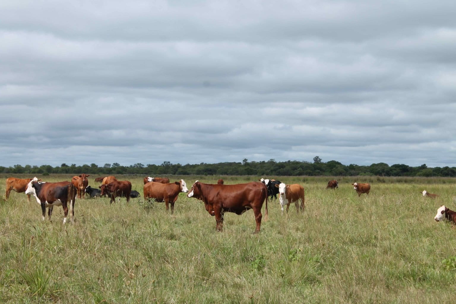 Tres estrategias para proteger al Chaco de la deforestación