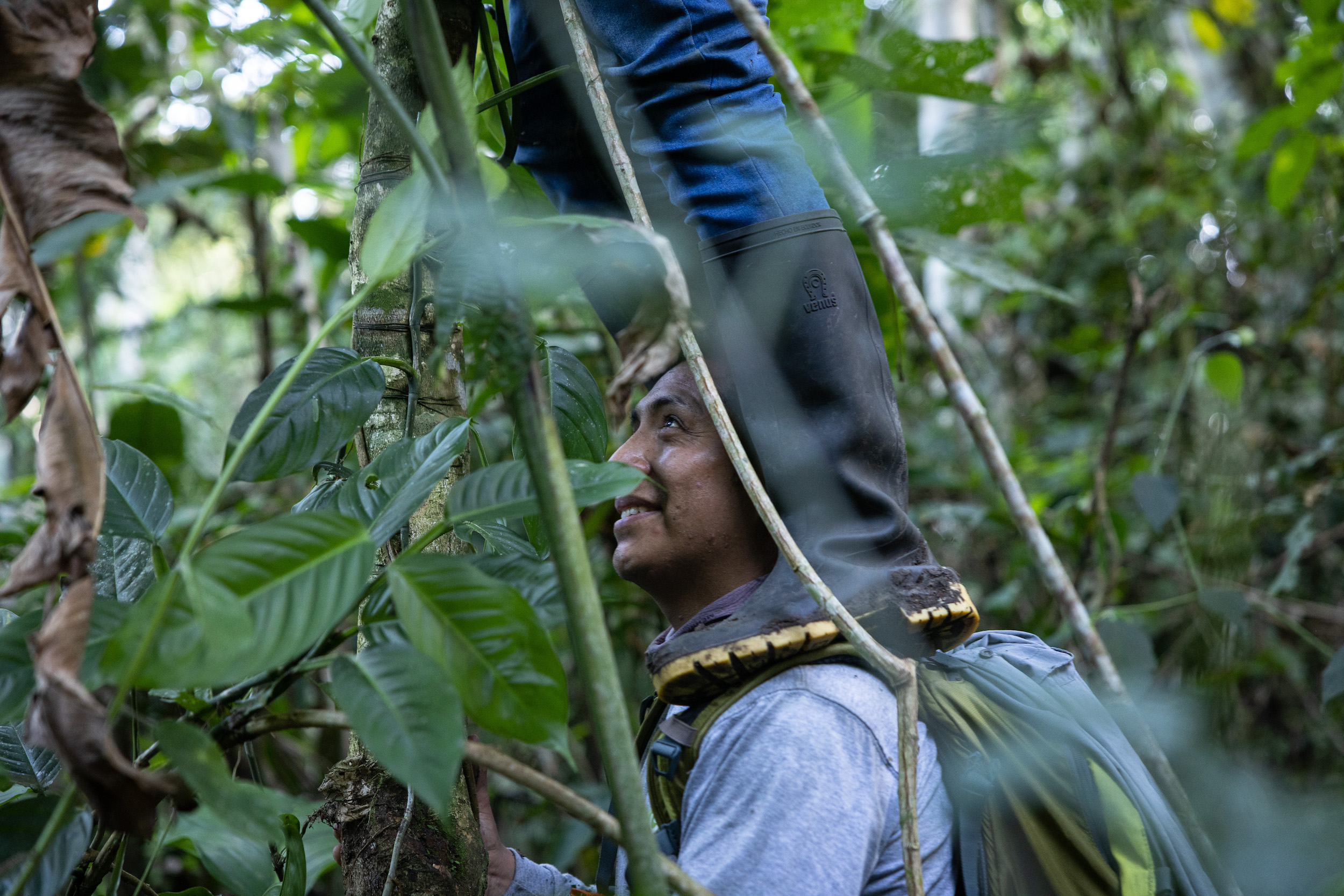 Científicos intentan proteger los últimos bosques del Alto Mayo en la ...