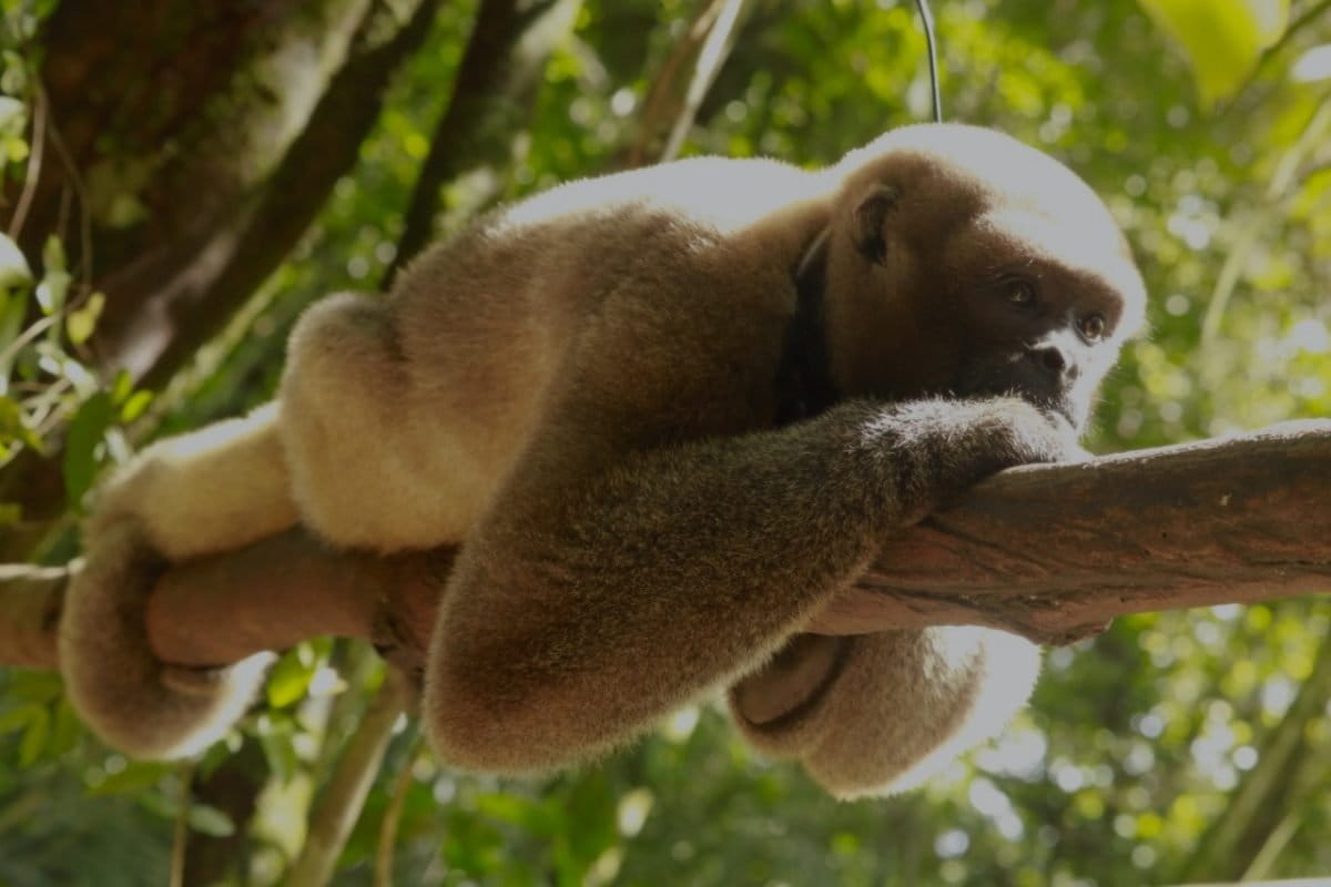 Los grandes retos de la reintroducción de monos churucos en Colombia ...