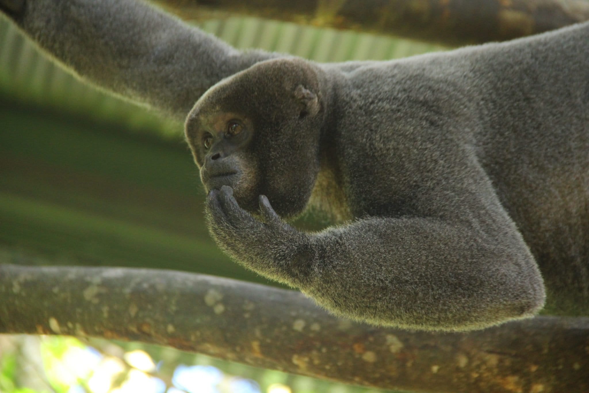 Deforestación en Colombia, aparece roedor que se creía extinto ...