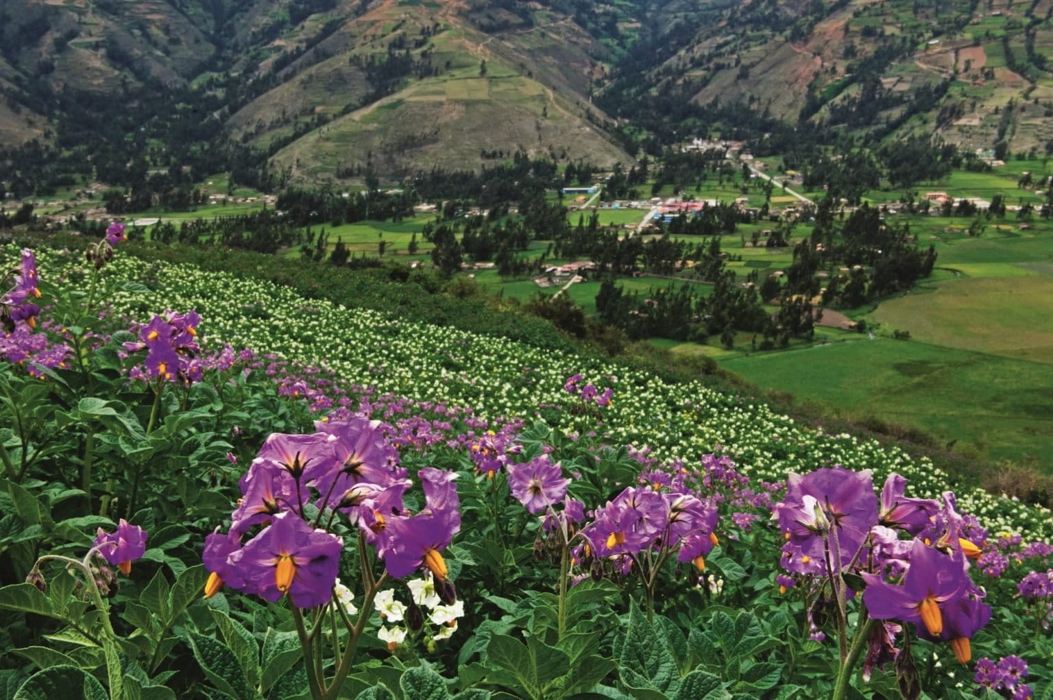 #ExpediciónVirtual: un viaje a Huascarán, el corazón de los Andes en Perú