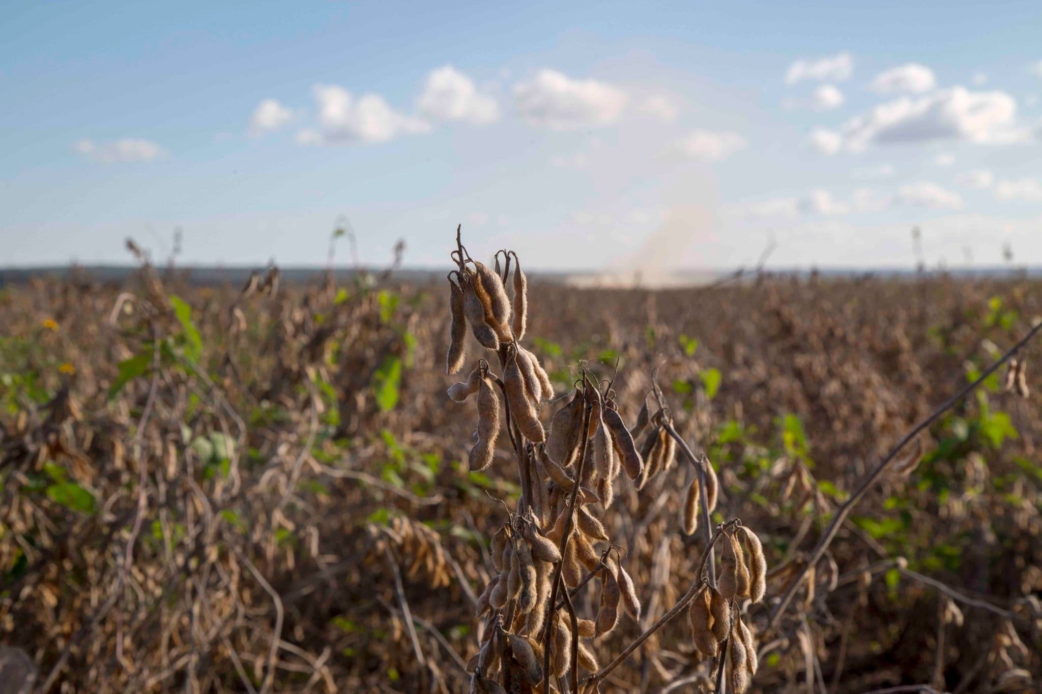 Soya: la agroindustria que arrasa con la selva maya
