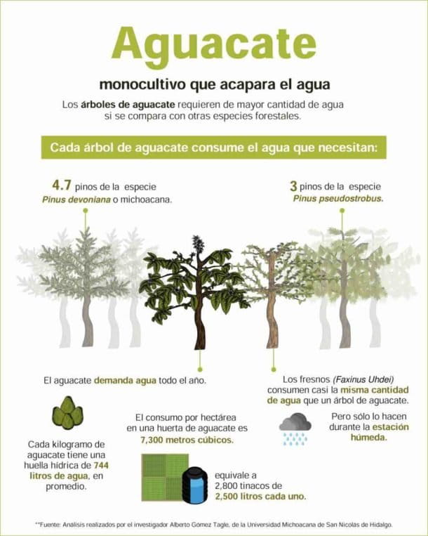 Aguacate: el oro verde que borra del mapa bosques del occidente de México