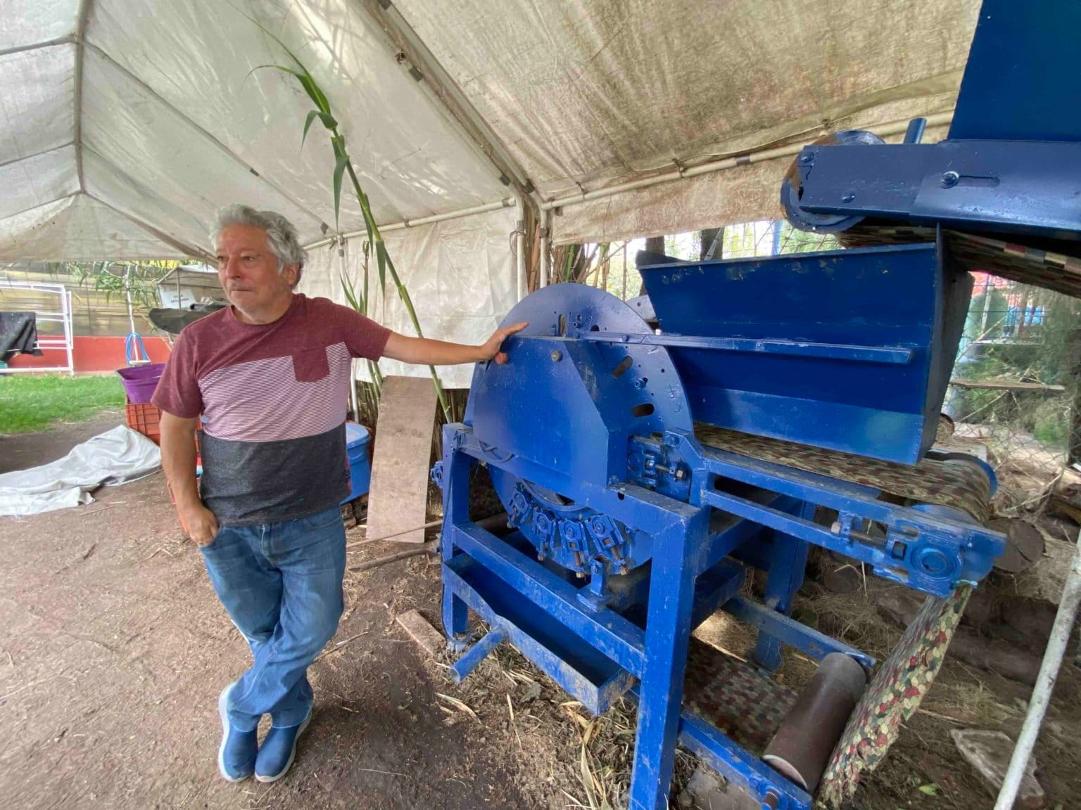 Lirio acuático: la planta invasora que pone en riesgo los lagos de México
