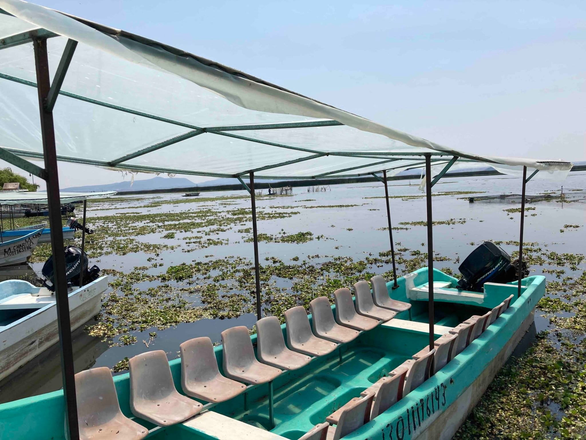 Lirio acuático: la planta invasora que pone en riesgo los lagos de México