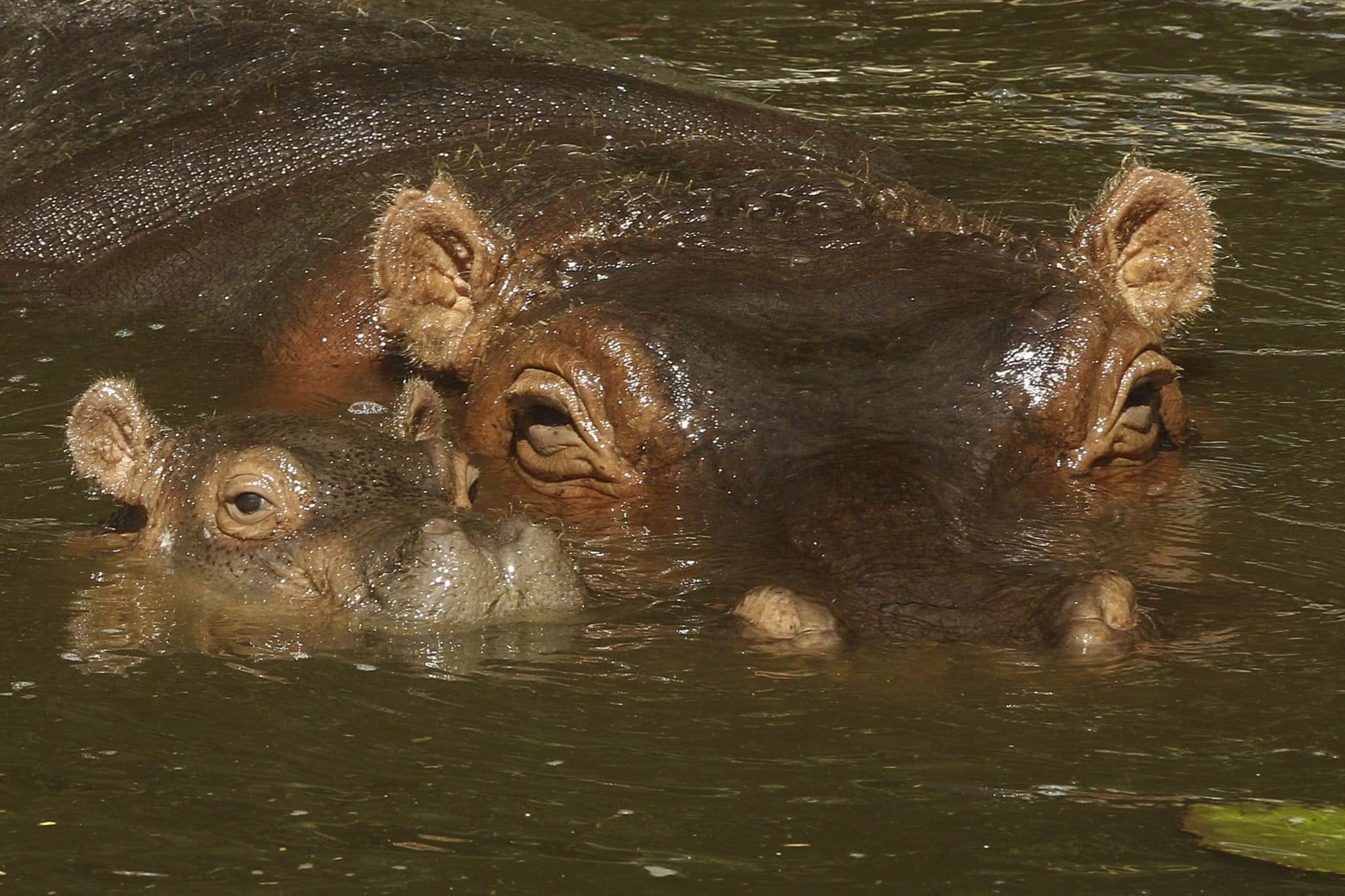 Río Magdalena: el paraíso en donde se multiplicaron los cuatro hipopótamos de Pablo Escobar en ...