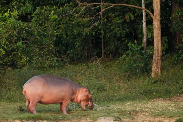 Río Magdalena: el paraíso en donde se multiplicaron los cuatro ...