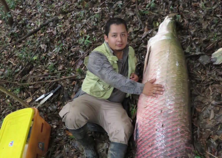 #EnCorto: El pez invasor que avanza sin trabas por los ríos amazónicos ...