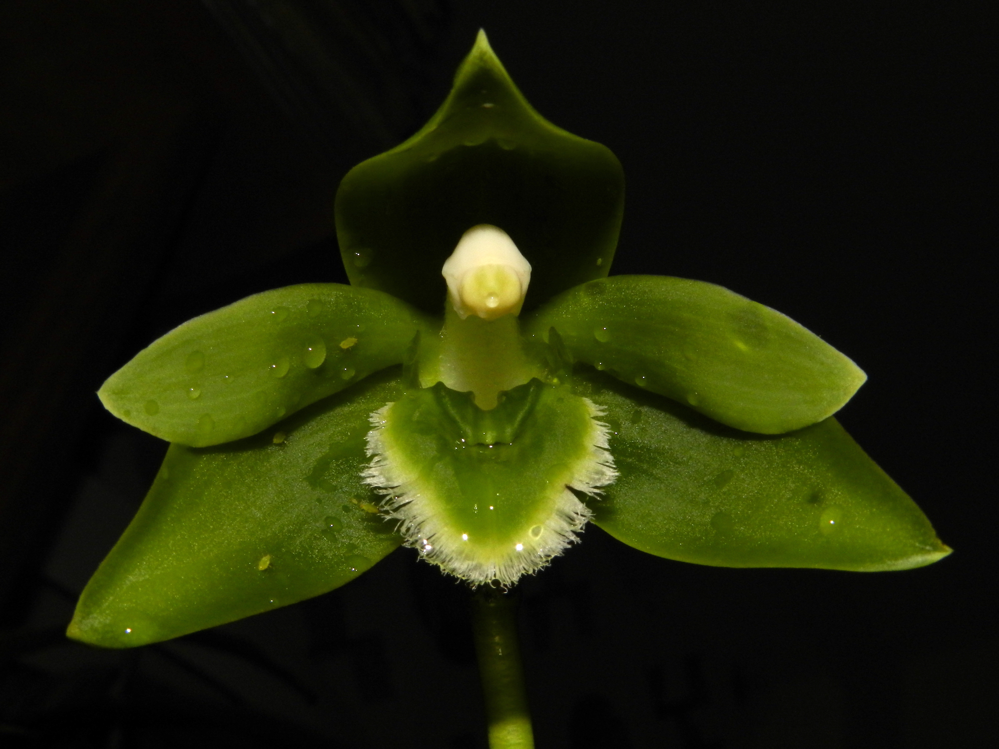 Perú: nuevo libro documenta más de 700 especies de orquídeas en la ...