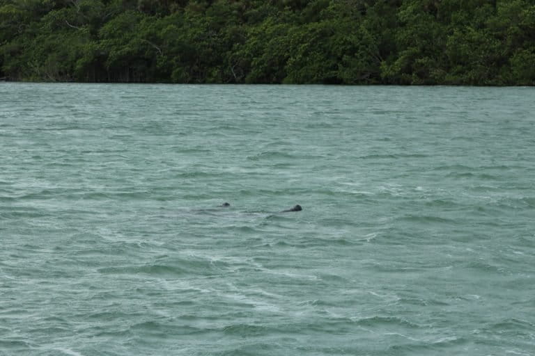 Río Hondo: el afluente que urge proteger para conservar al manatí ...