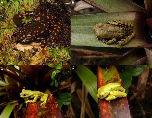 ¿Qué tienen en común una nueva especie de rana y la serie animada ...