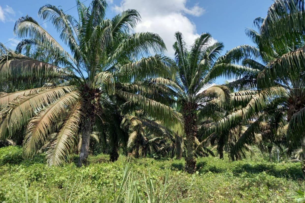 La agridulce victoria de La Chiquita contra dos gigantes de la palma en ...