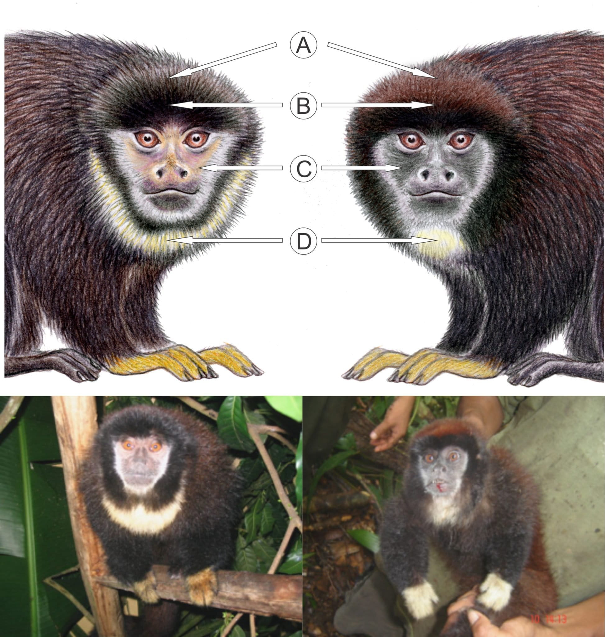 Mono tocón de Aquino: la nueva especie descubierta en Perú, después de 20 años de estudios ...