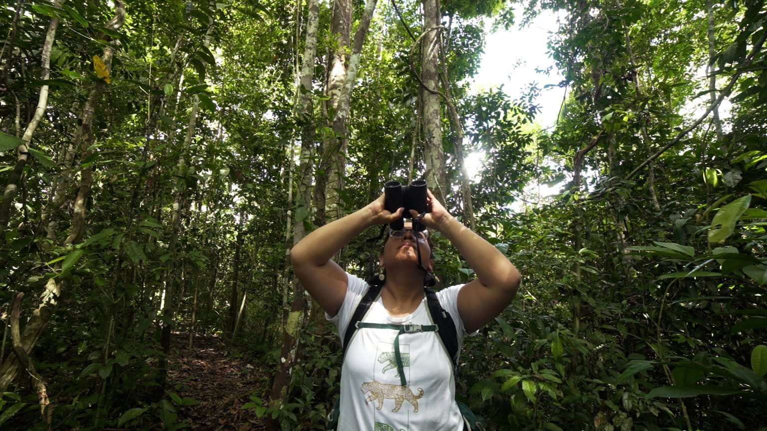 Mono tocón de Aquino: la nueva especie descubierta en Perú, después de 20 años de estudios ...