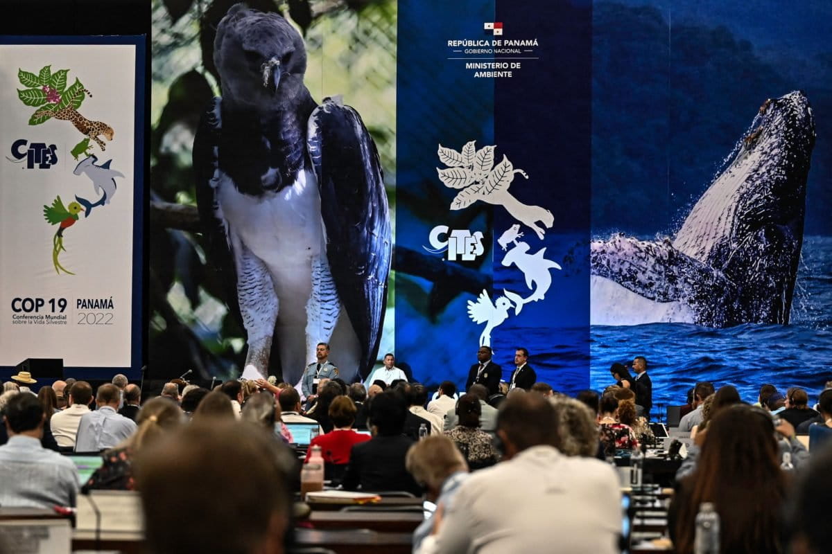 COP 19 CITES: “La mayoría de los tiburones que están sujetos a comercio ...