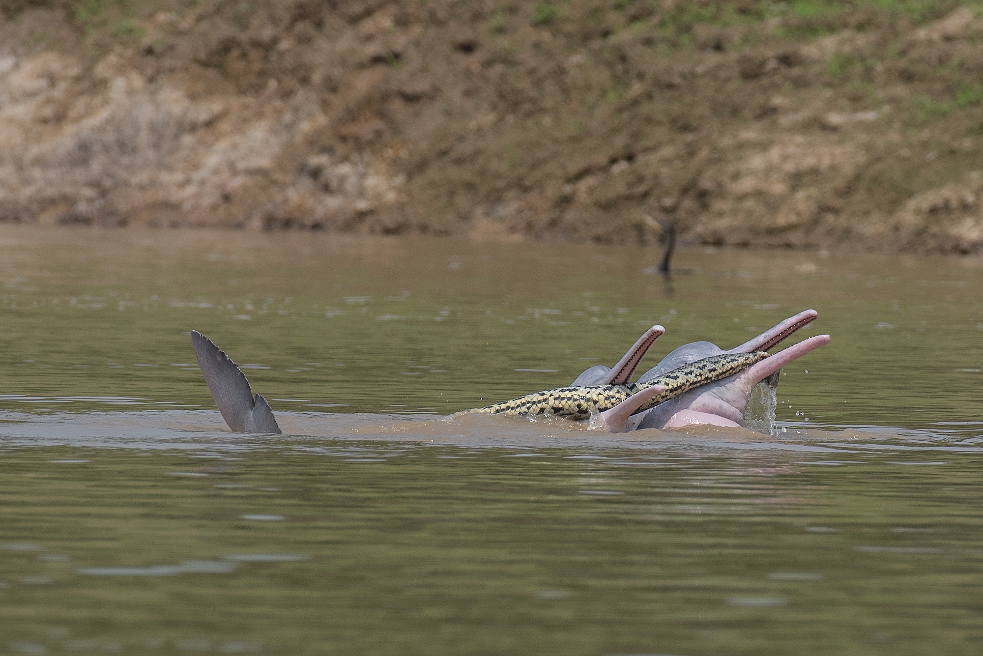 Científicos hacen aliados a pescadores en su misión de conservar al ...