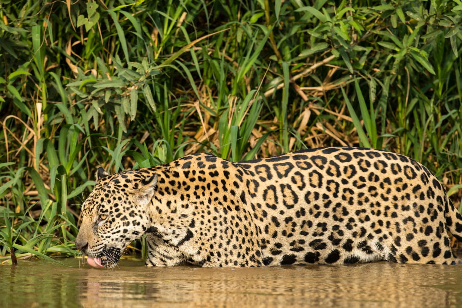 Jaguares, tiburones ballena, tortugas, osos y armadillos se convierten ...