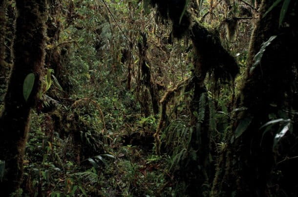 Ecuador: científicos hallan nueva especie de rana que evoca al universo ...