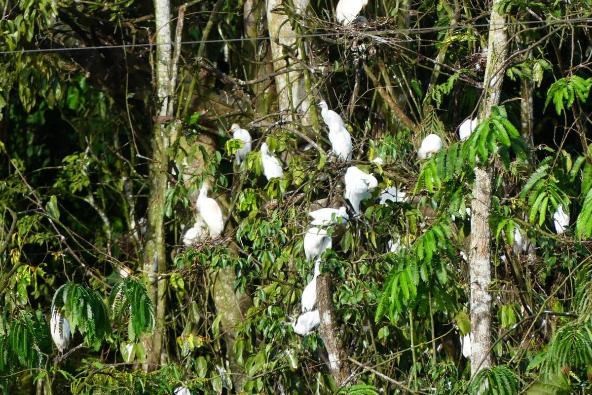 Científicos identifican 204 especies exóticas e invasoras en el ...
