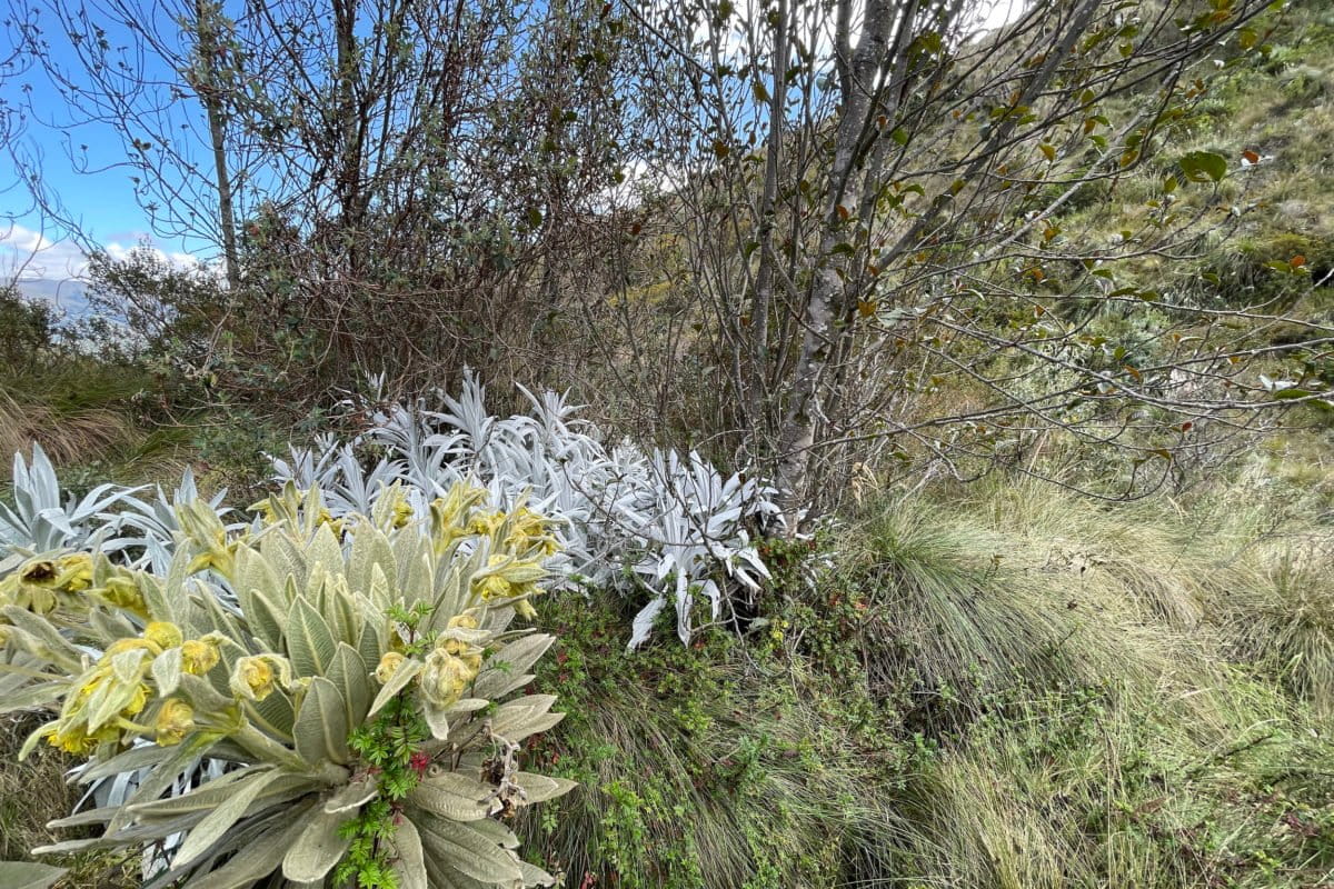 Chilco, la comuna indígena kichwa que salvó un páramo en Ecuador