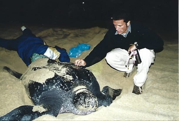 Tortuga laúd: la gigante del Océano Pacífico en riesgo de desaparecer ...