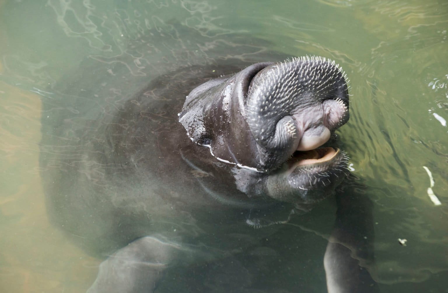 Día Mundial de la Vida Silvestre: tres iniciativas para salvar a la ...