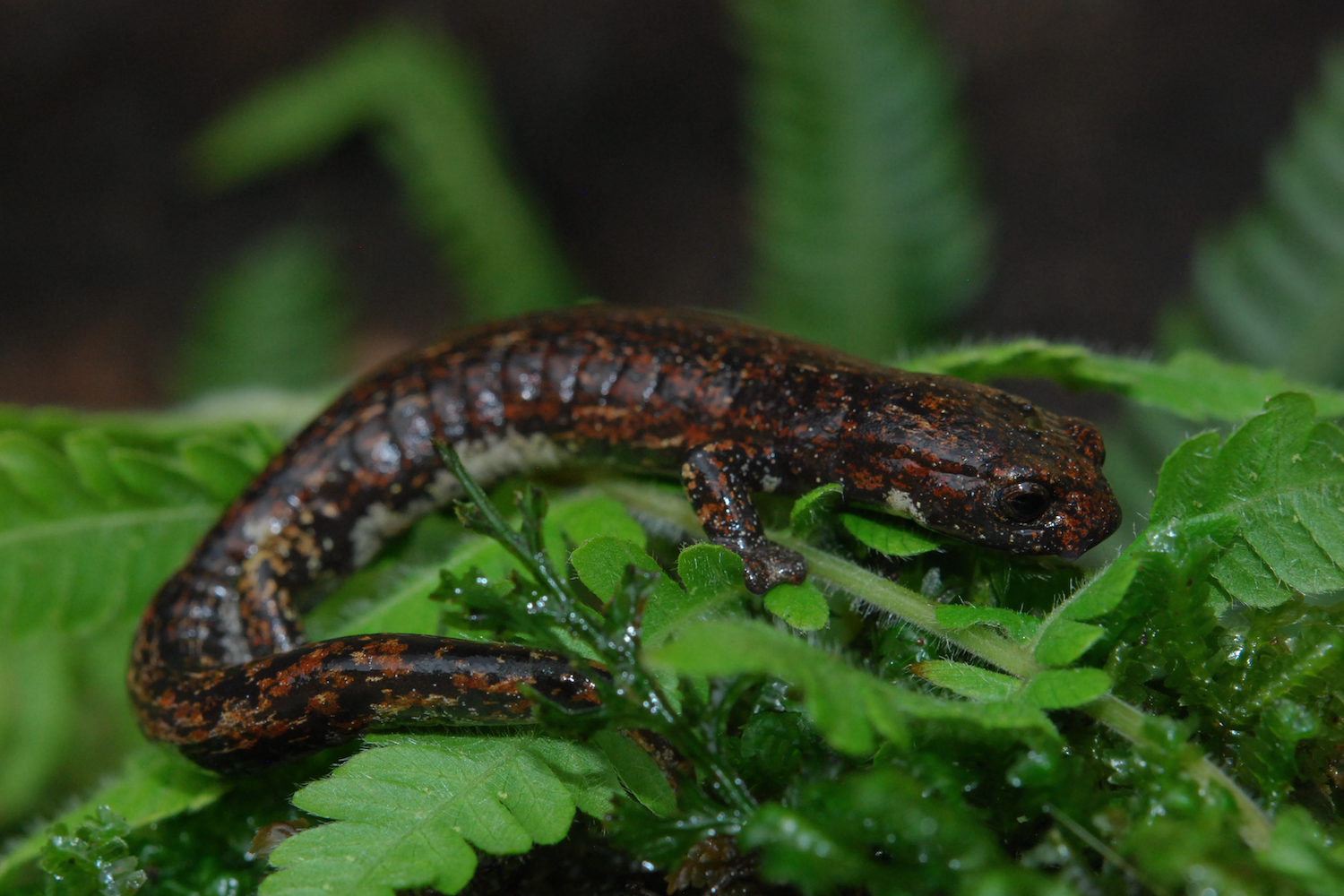 Colombia: descubren nueva especie de salamandra en los bosques nublados ...