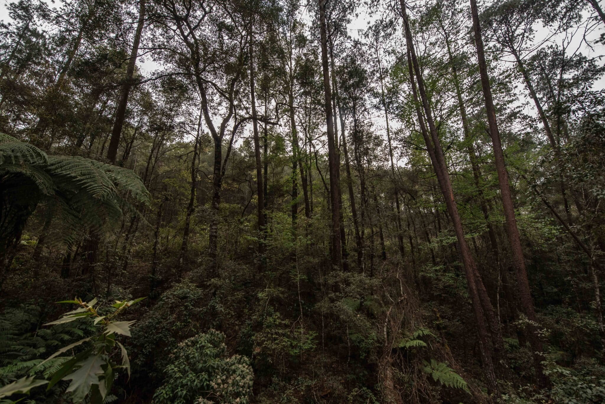 México: La Selva, comunidad que ha hecho del manejo del bosque parte de ...