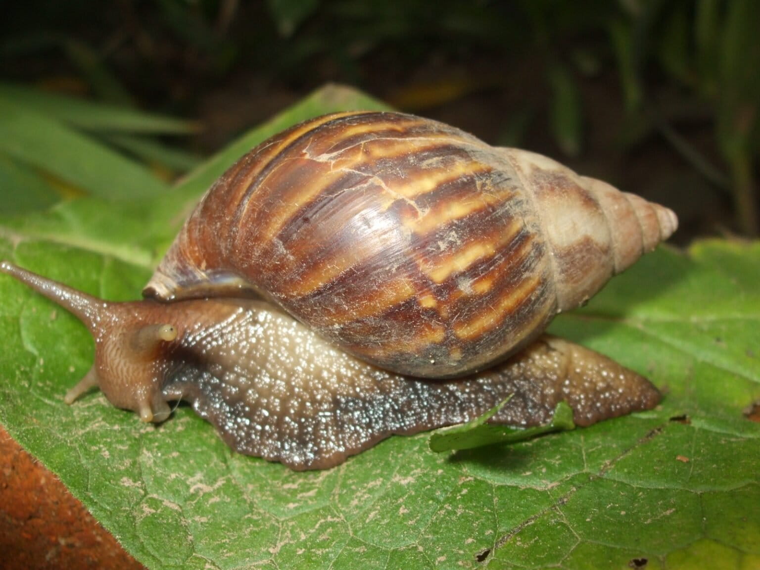 Caracol africano: la plaga silenciosa que invadió Ecuador Caracol ...