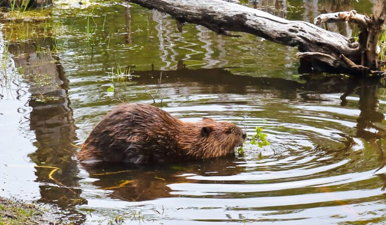 En video | ¿Cuál ha sido el impacto del castor en los bosques de ...