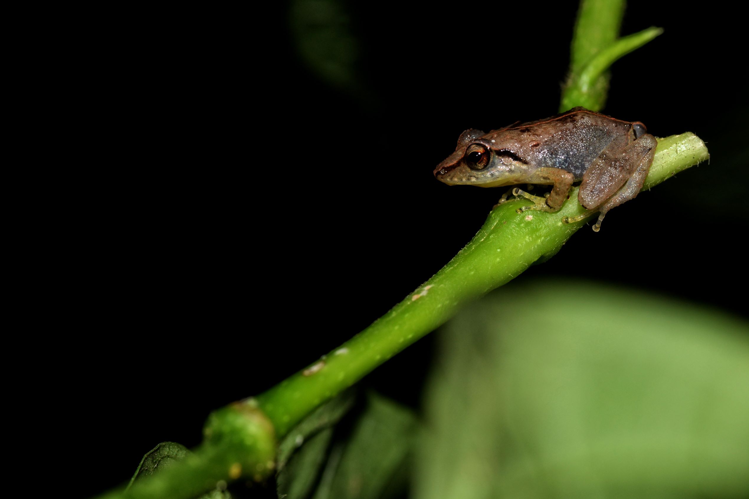 Que Sonido Hace Una Rana En China