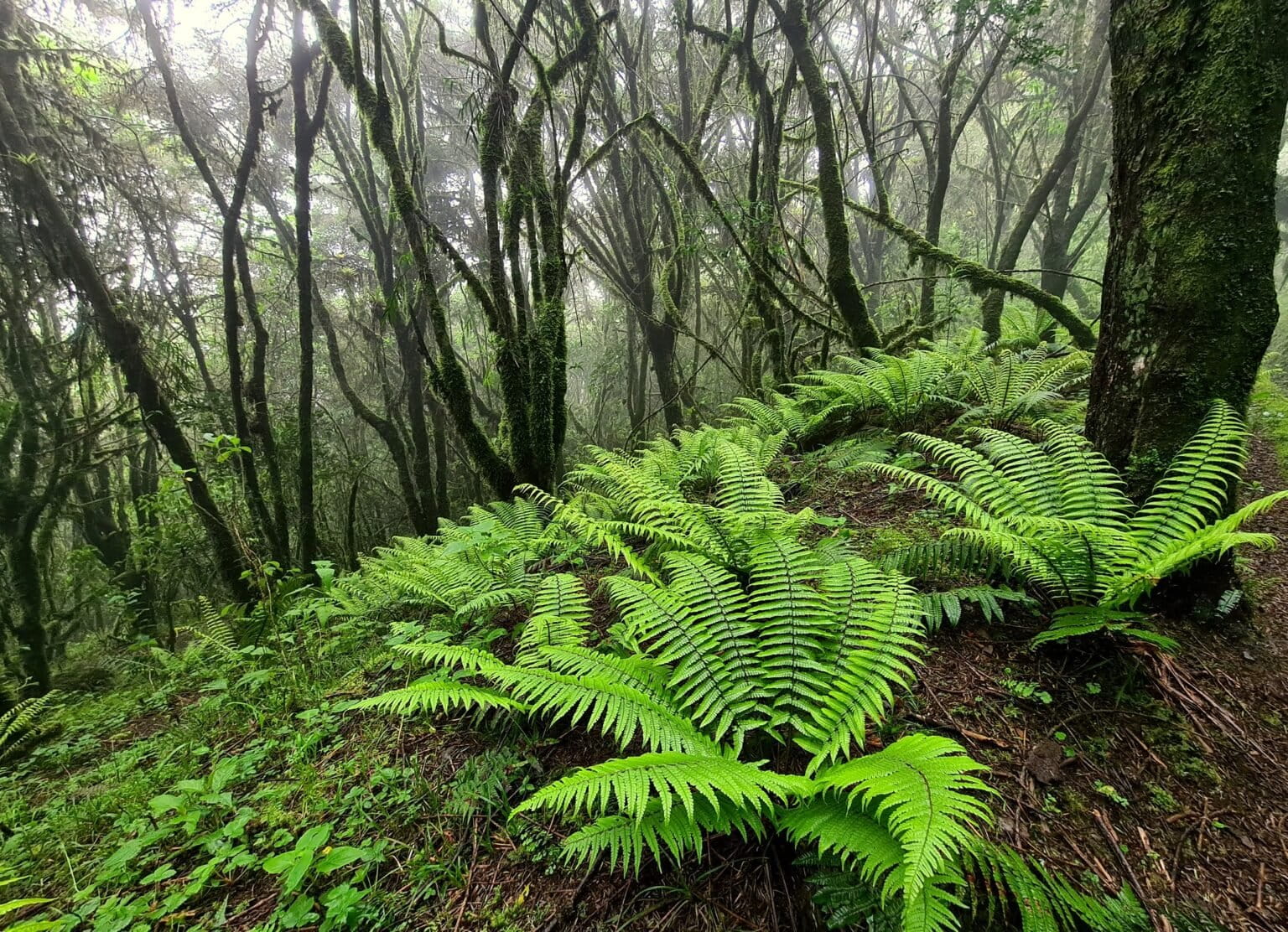 #ExpediciónVirtual: una caminata en Ampay, el santuario peruano que ...
