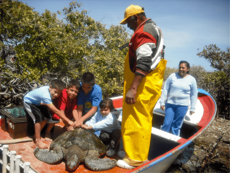 Día Mundial de las Tortugas Marinas: tres iniciativas para mitigar la ...