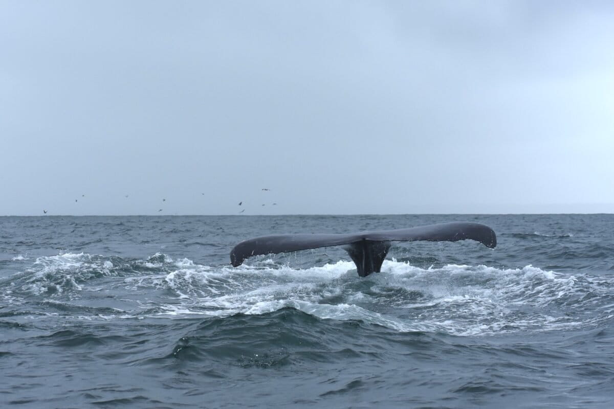 Científicas descifran el canto de las ballenas jorobadas del Pacífico colombiano