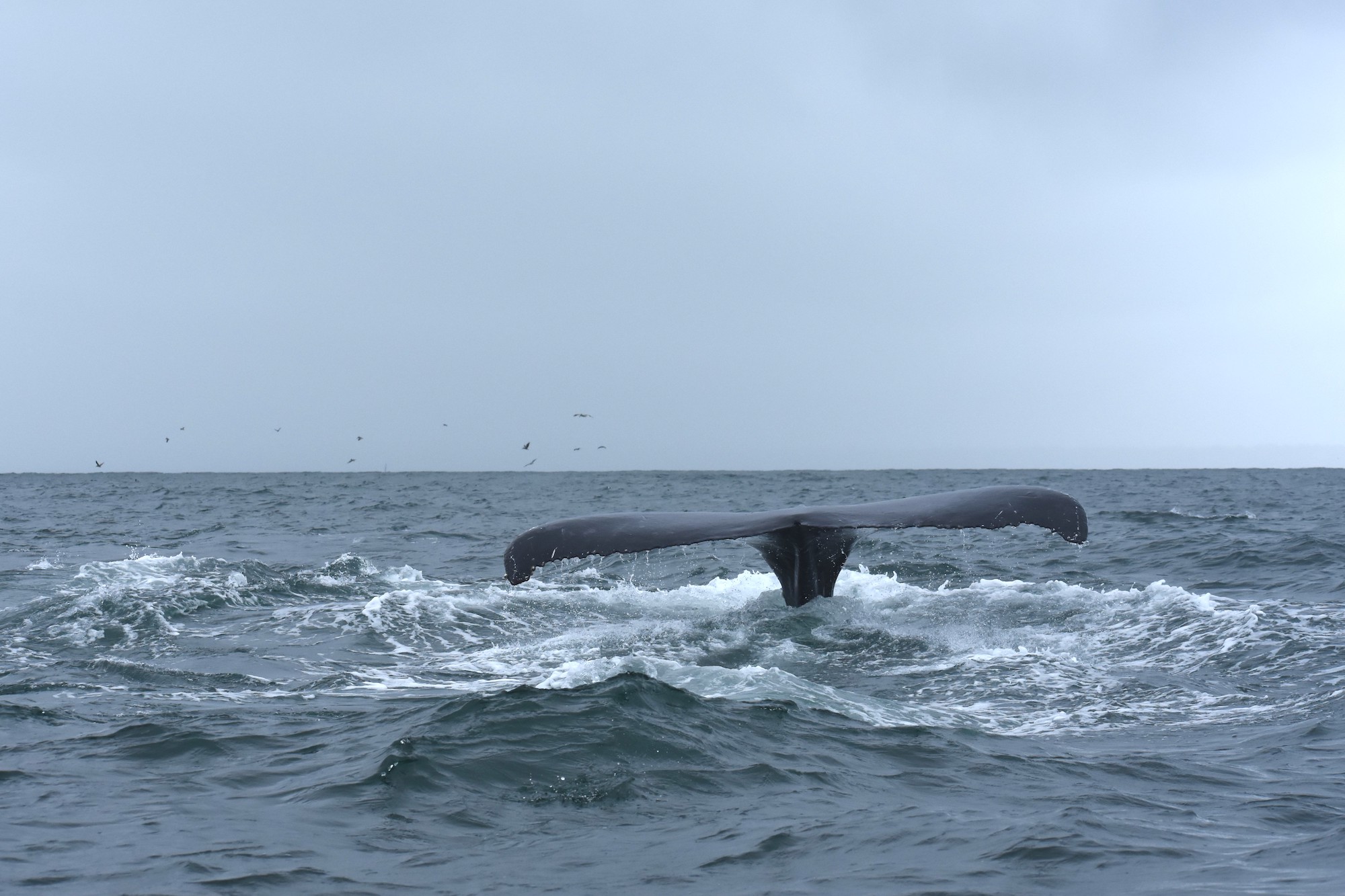 Científicas descifran el canto de las ballenas jorobadas del Pacífico colombiano