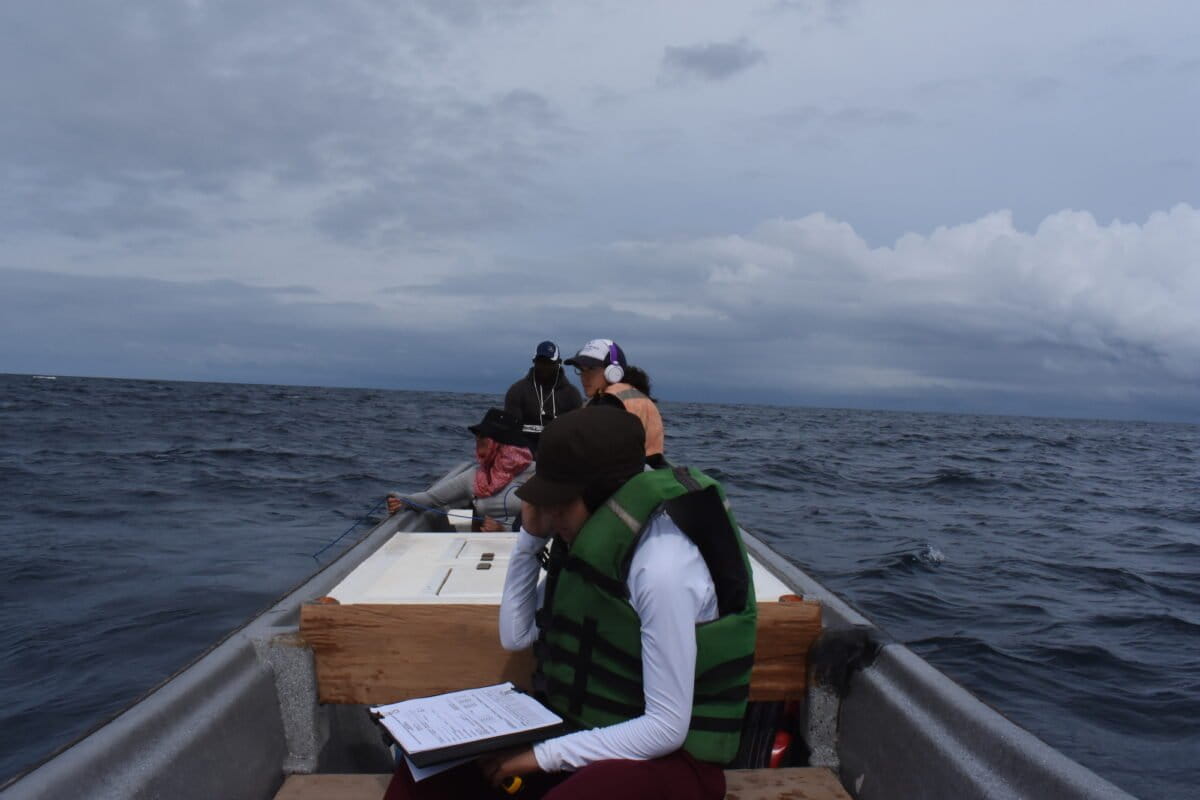 Científicas descifran el canto de las ballenas jorobadas del Pacífico colombiano
