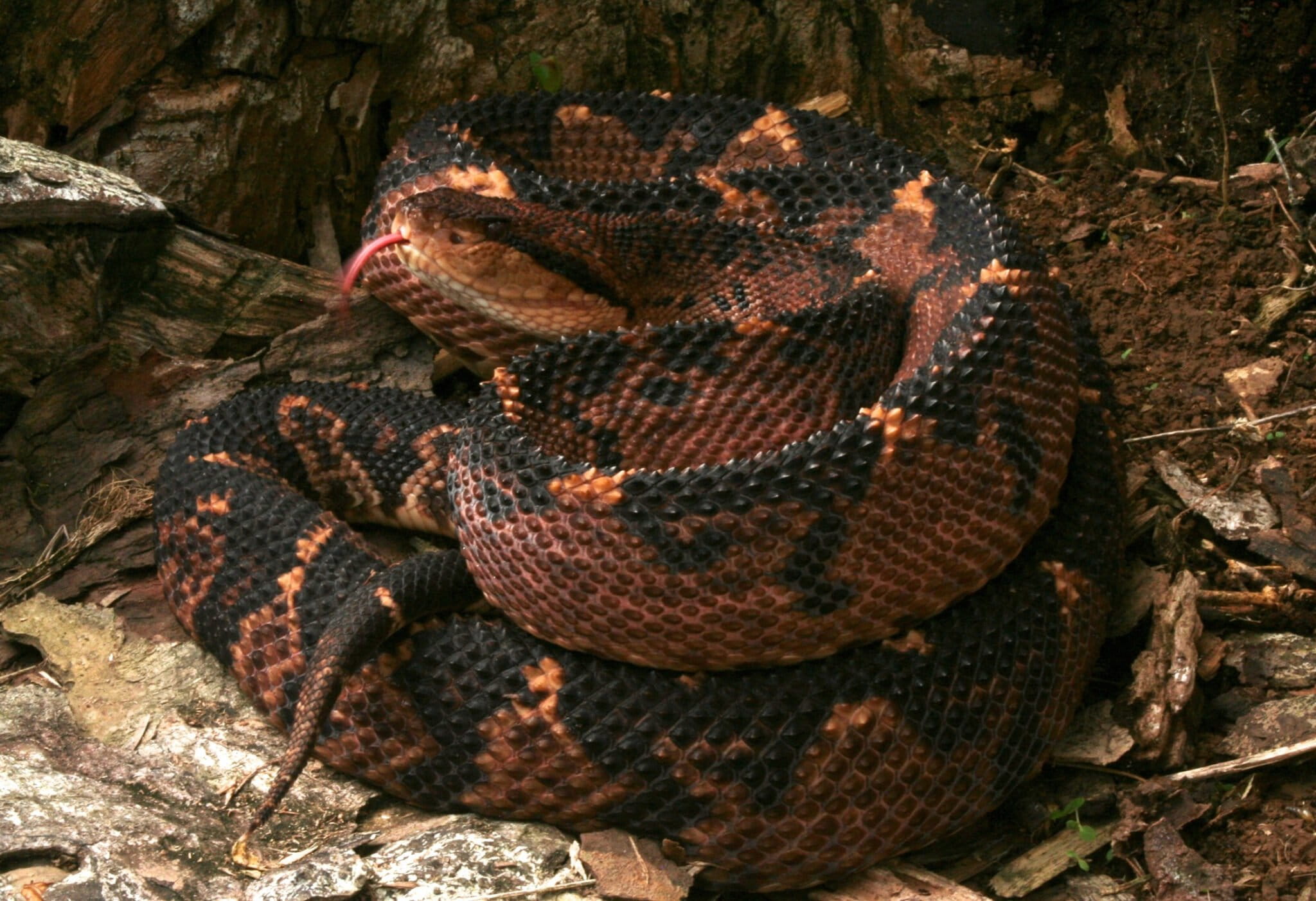 Día Mundial de las Serpientes: la gran esperanza médica está detrás de ...