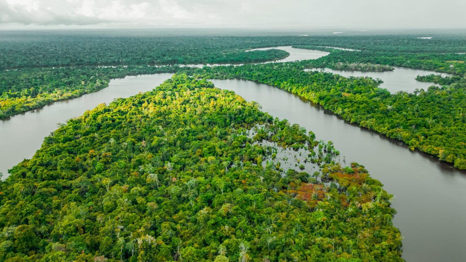 #ExpediciónVirtual: conoce Allpahuayo Mishana, la reserva que protege a ...