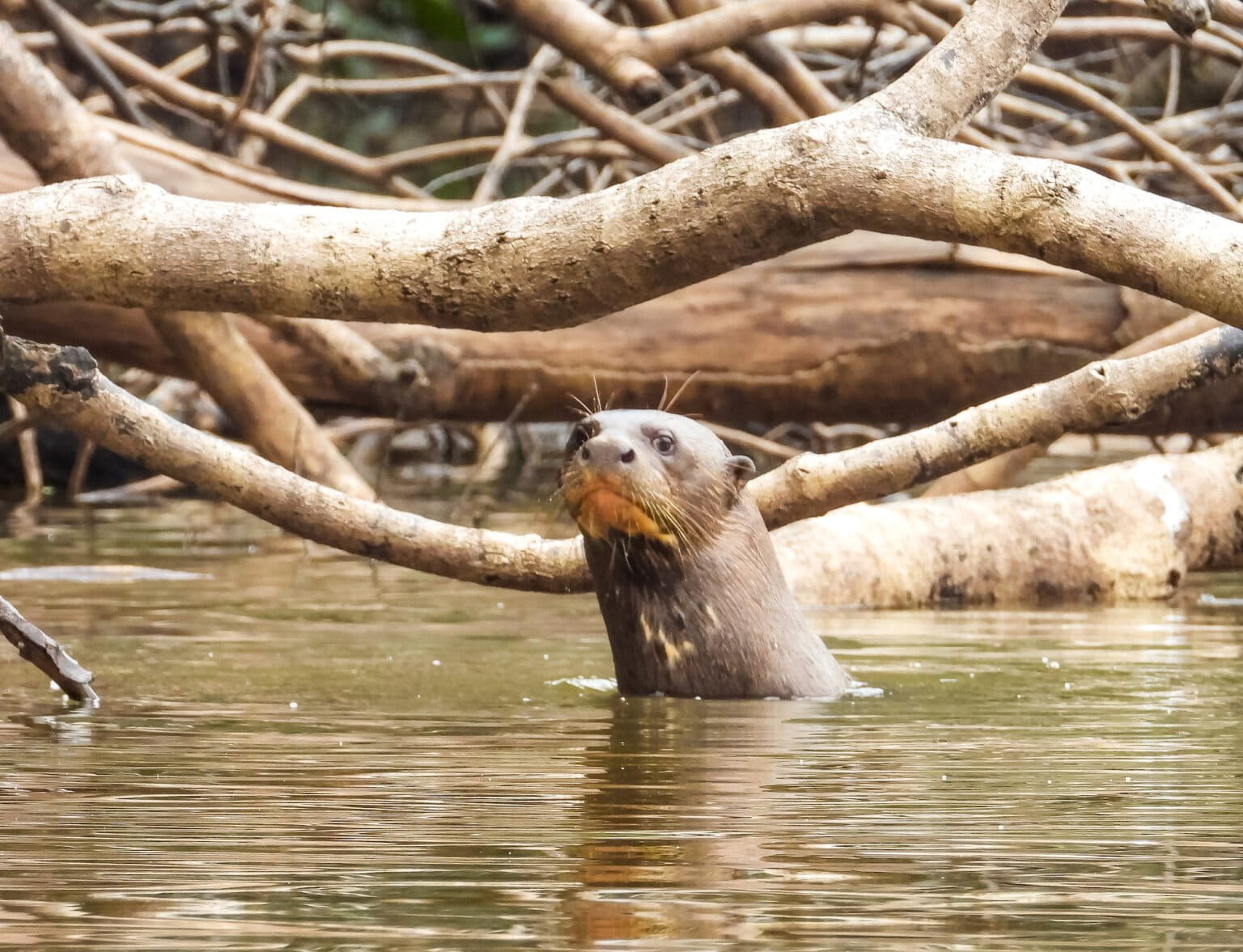 #ExpediciónVirtual: conoce Allpahuayo Mishana, la reserva que protege a ...