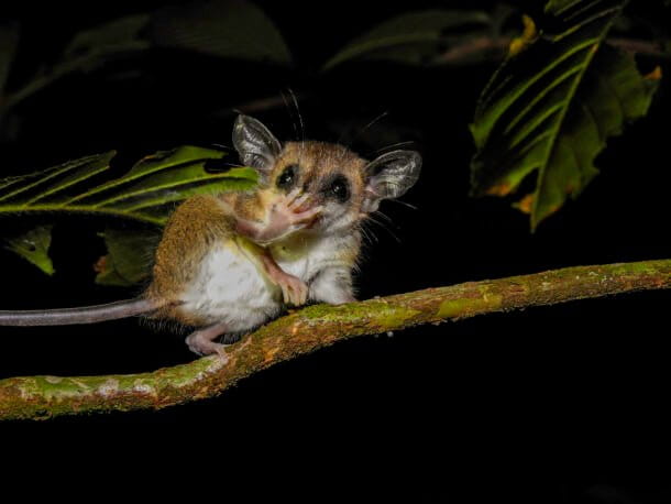 #ExpediciónVirtual: conoce Allpahuayo Mishana, la reserva que protege a ...