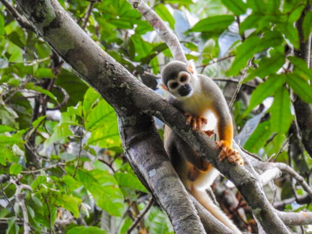 #ExpediciónVirtual: conoce Allpahuayo Mishana, la reserva que protege a ...