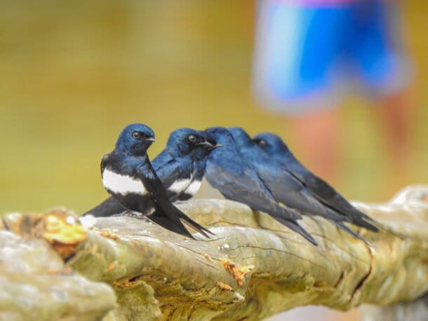 #ExpediciónVirtual: conoce Allpahuayo Mishana, la reserva que protege a ...