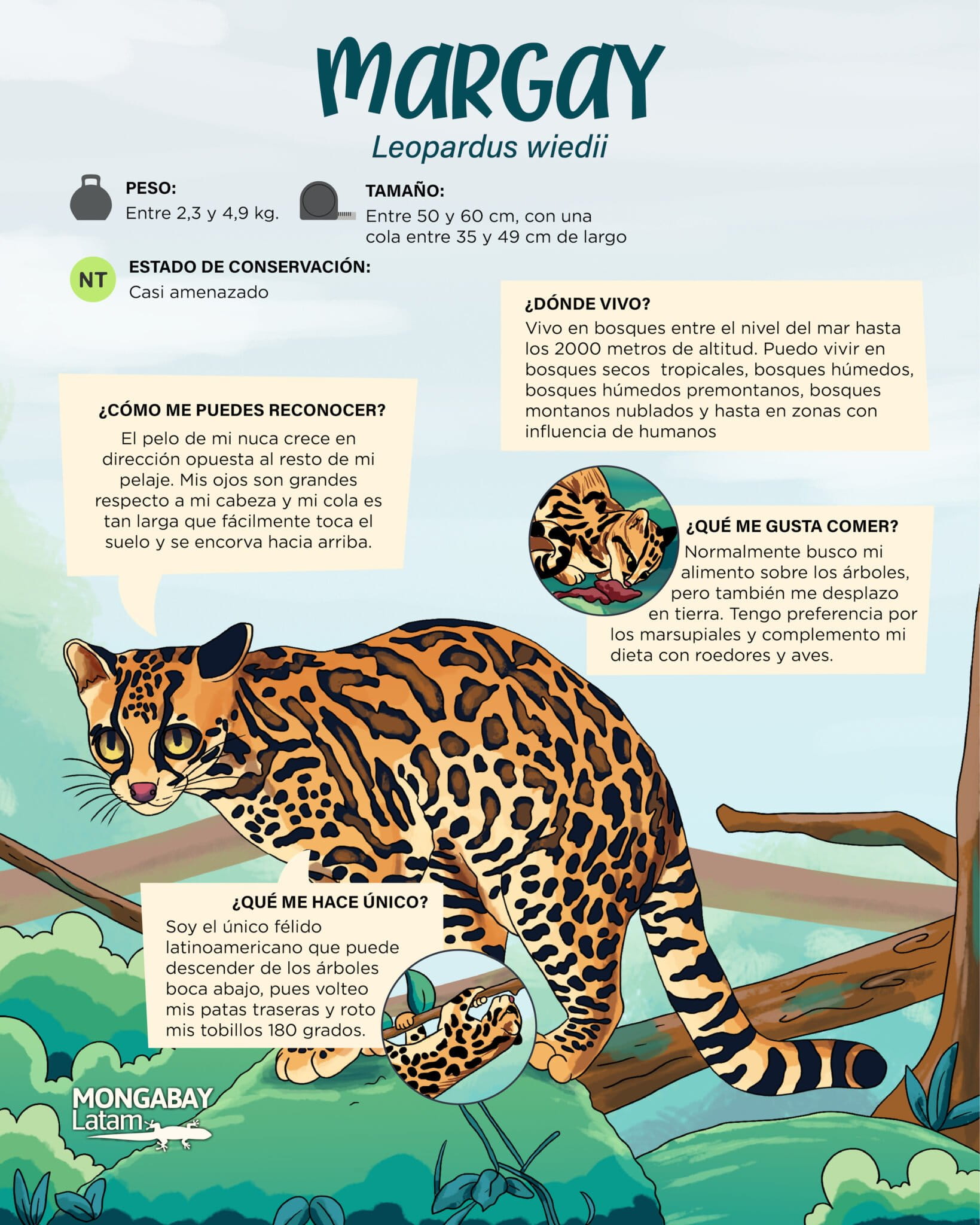 Margay: el trapecista de los árboles amenazado por la pérdida de bosque