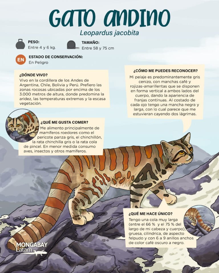 Gato andino: recrudecen las amenazas que complican el futuro de esta enigmática especie | Blogs ...