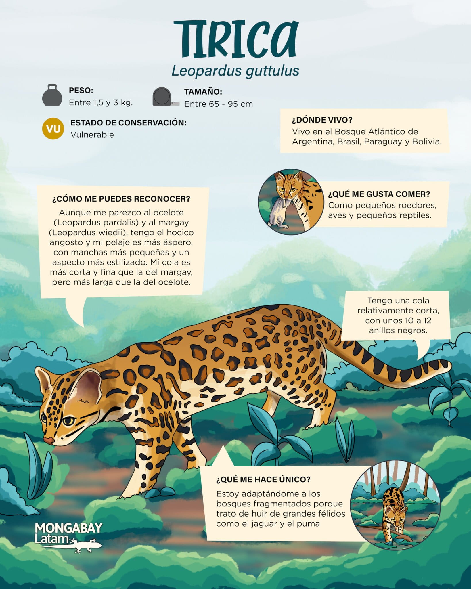 Tirica: las enormes amenazas al gato silvestre más pequeño del Bosque ...