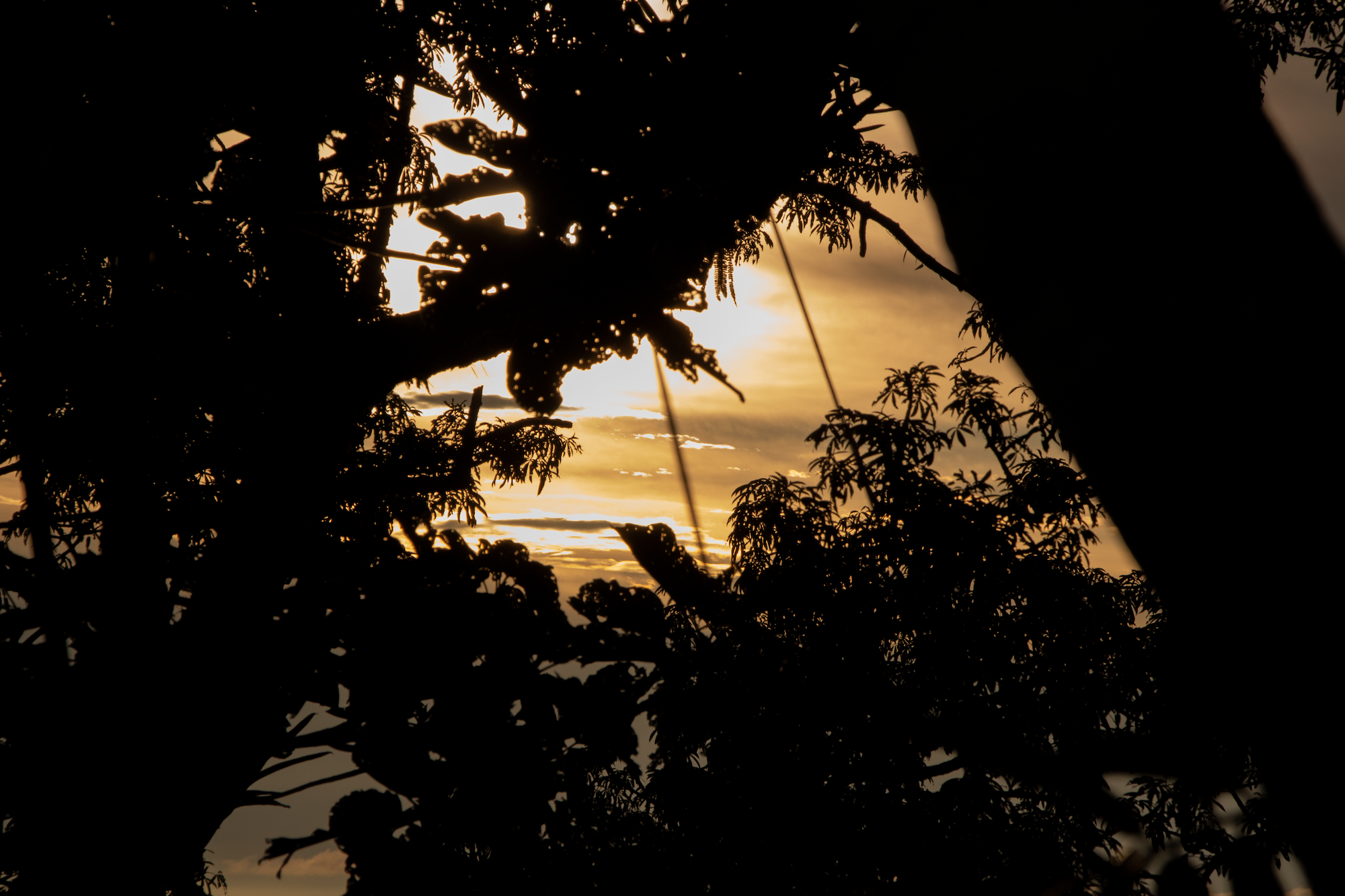 Ecuador: descubren una nueva especie de araña cangrejo gigante en el ...
