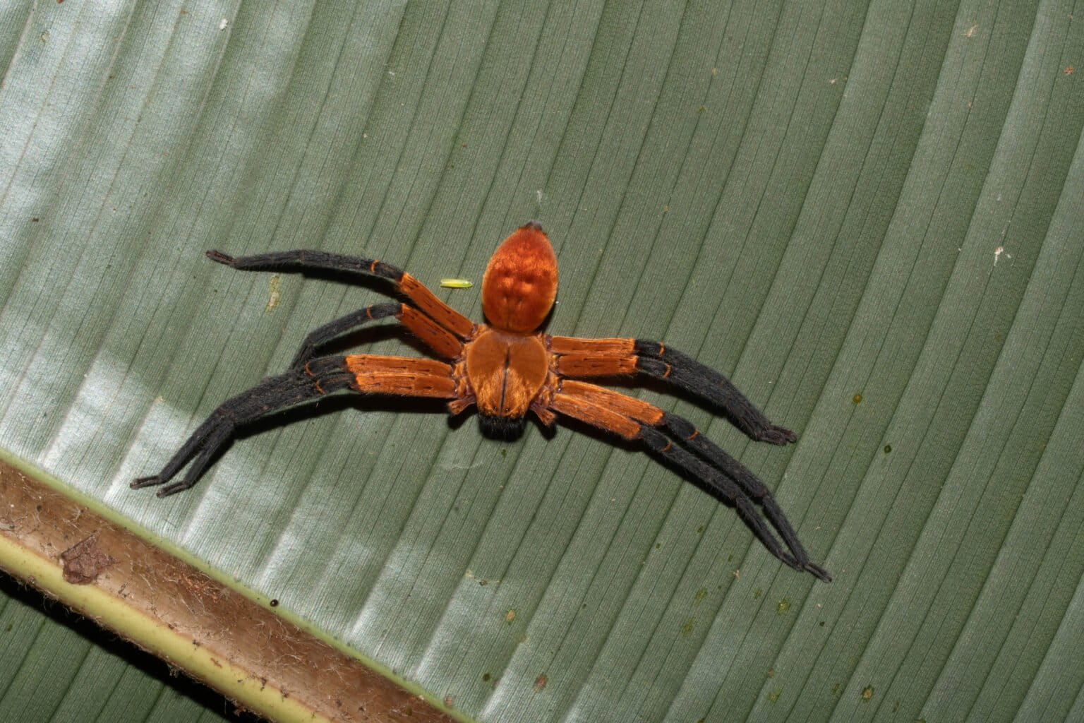 Ecuador: descubren una nueva especie de araña cangrejo gigante en el ...