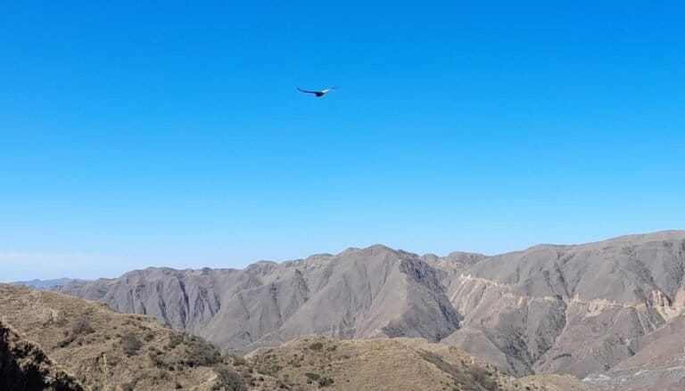 Bolivia: nace reserva natural dedicada a proteger a los cóndores ...