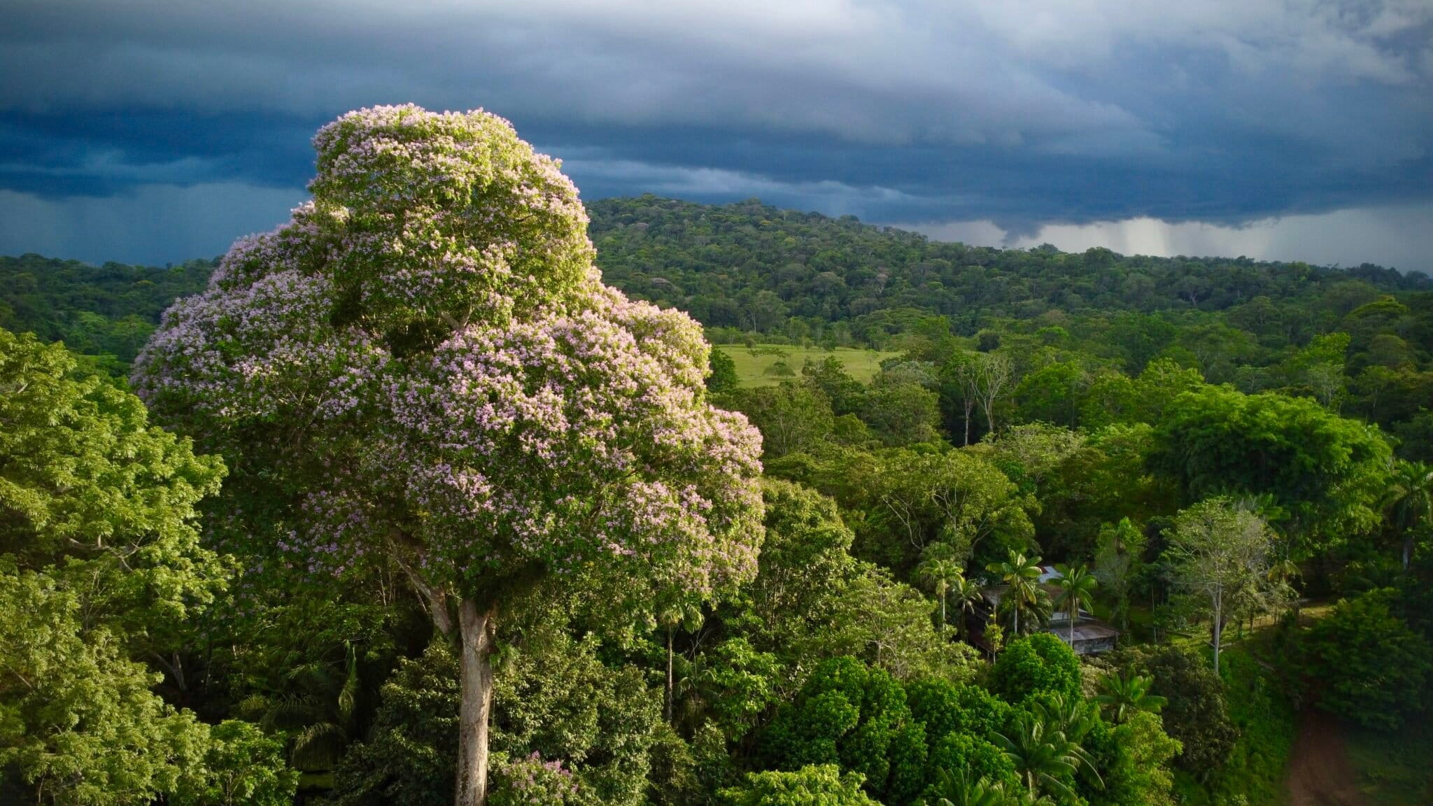 Making a new Tropical Tree Controller - SC4 Modding - Open Discussion ...