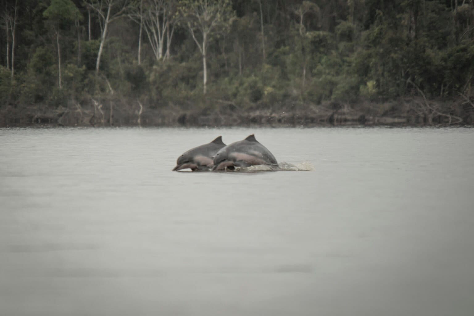 Salvar a los delfines de río: la urgencia que une a nueve países en una ...